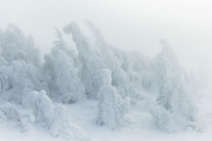 Photographer Captures Eerie 'Tree Creatures' on Snowy Mountain | PetaPixel