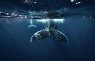 Underwater Photo Series Showcases the Beauty of Humpback Whales | PetaPixel