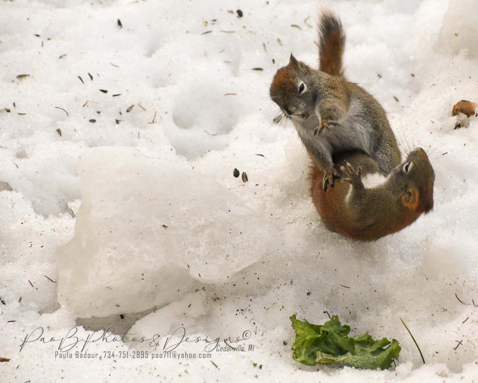 Photographer Captures Squirrels Fighting Over Lettuce | PetaPixel
