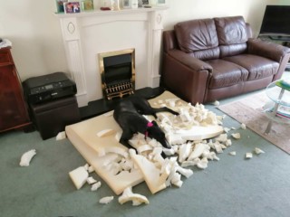 Guilty-Looking Dog Wins Britain's Naughtiest Pet Photo Contest | PetaPixel