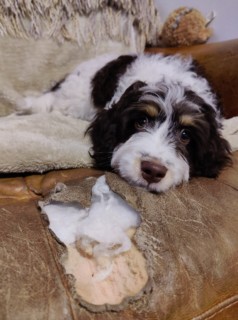 Guilty-Looking Dog Wins Britain's Naughtiest Pet Photo Contest | PetaPixel