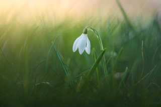 13 Tips for Photographing Tiny Spring Flowers | PetaPixel