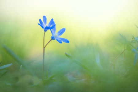 13 Tips for Photographing Tiny Spring Flowers | PetaPixel