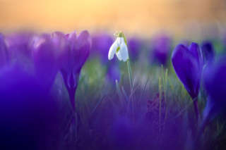 13 Tips for Photographing Tiny Spring Flowers | PetaPixel
