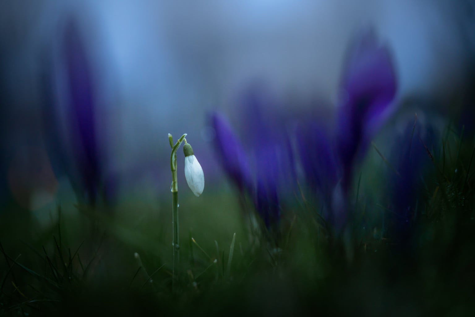 13 Tips for Photographing Tiny Spring Flowers | PetaPixel