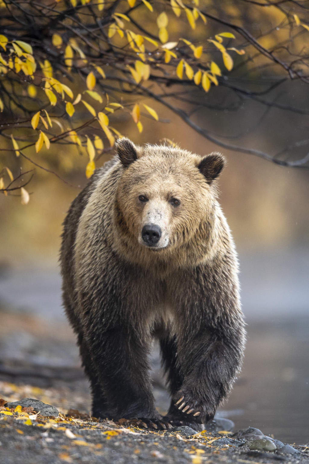 Photo Book Showcases the 8 Remaining Bear Species on Earth | PetaPixel