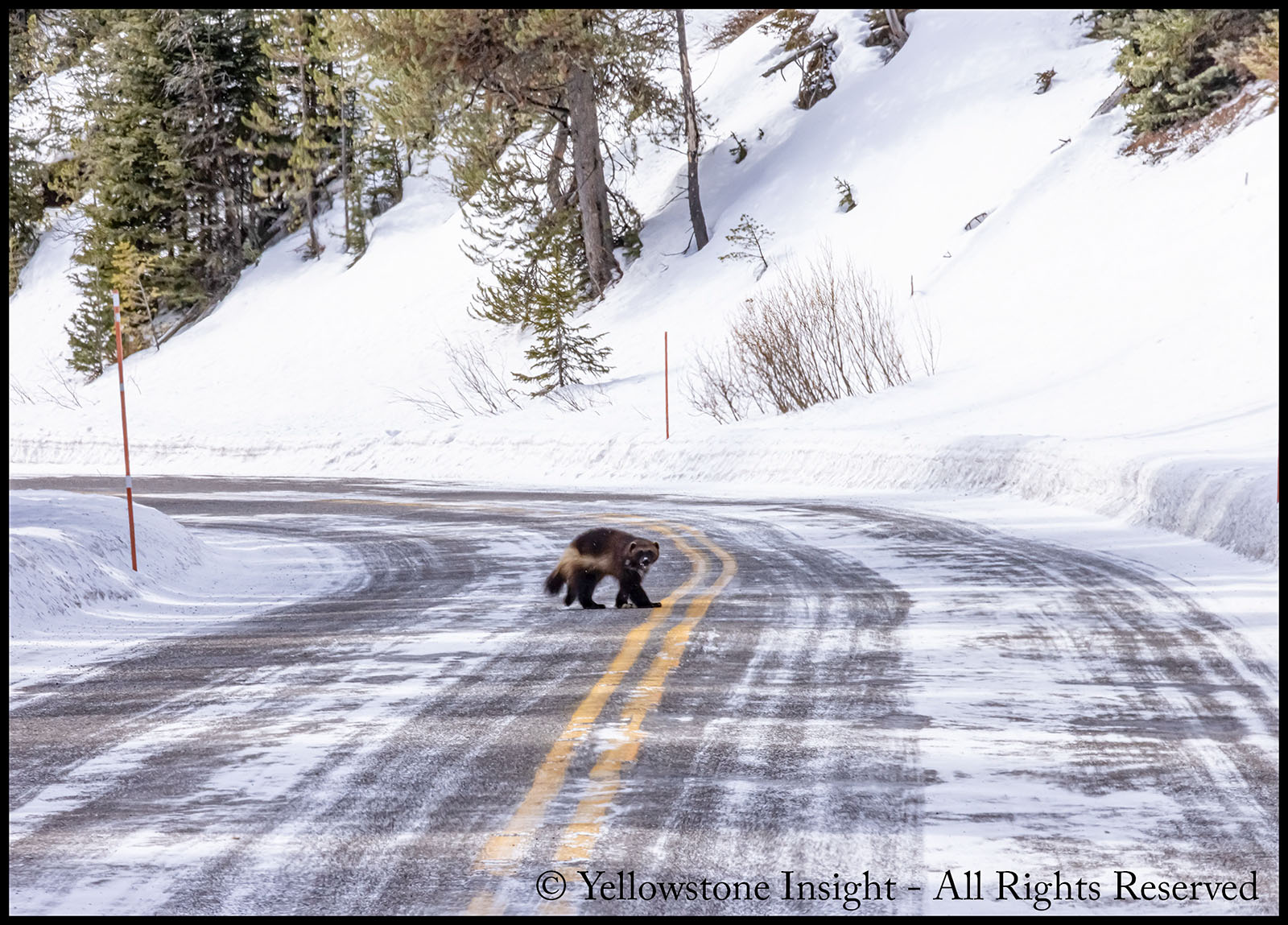 Ultra-Rare Wolverine Photographed in Yellowstone | PetaPixel