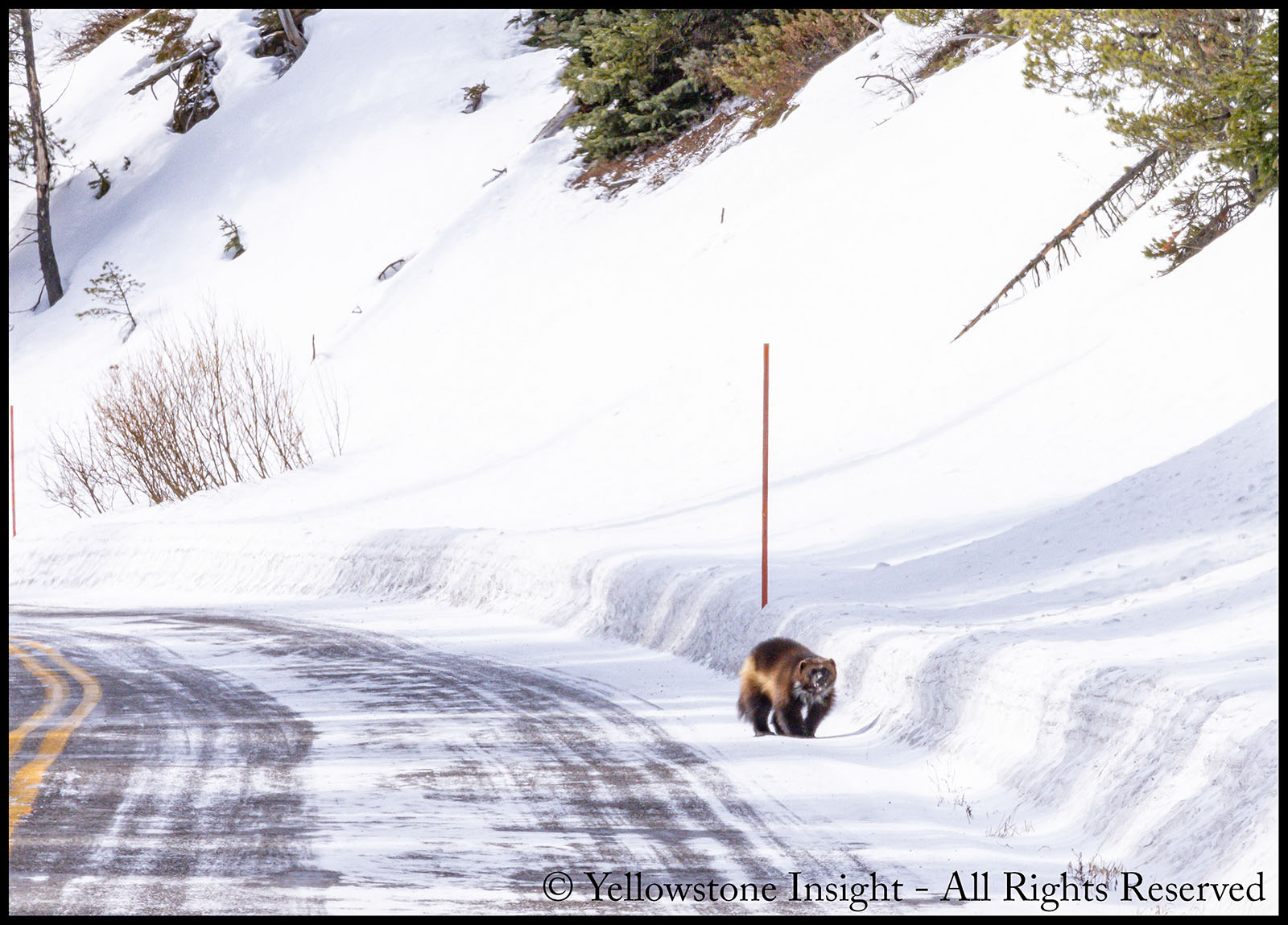 Ultra-Rare Wolverine Photographed in Yellowstone | PetaPixel