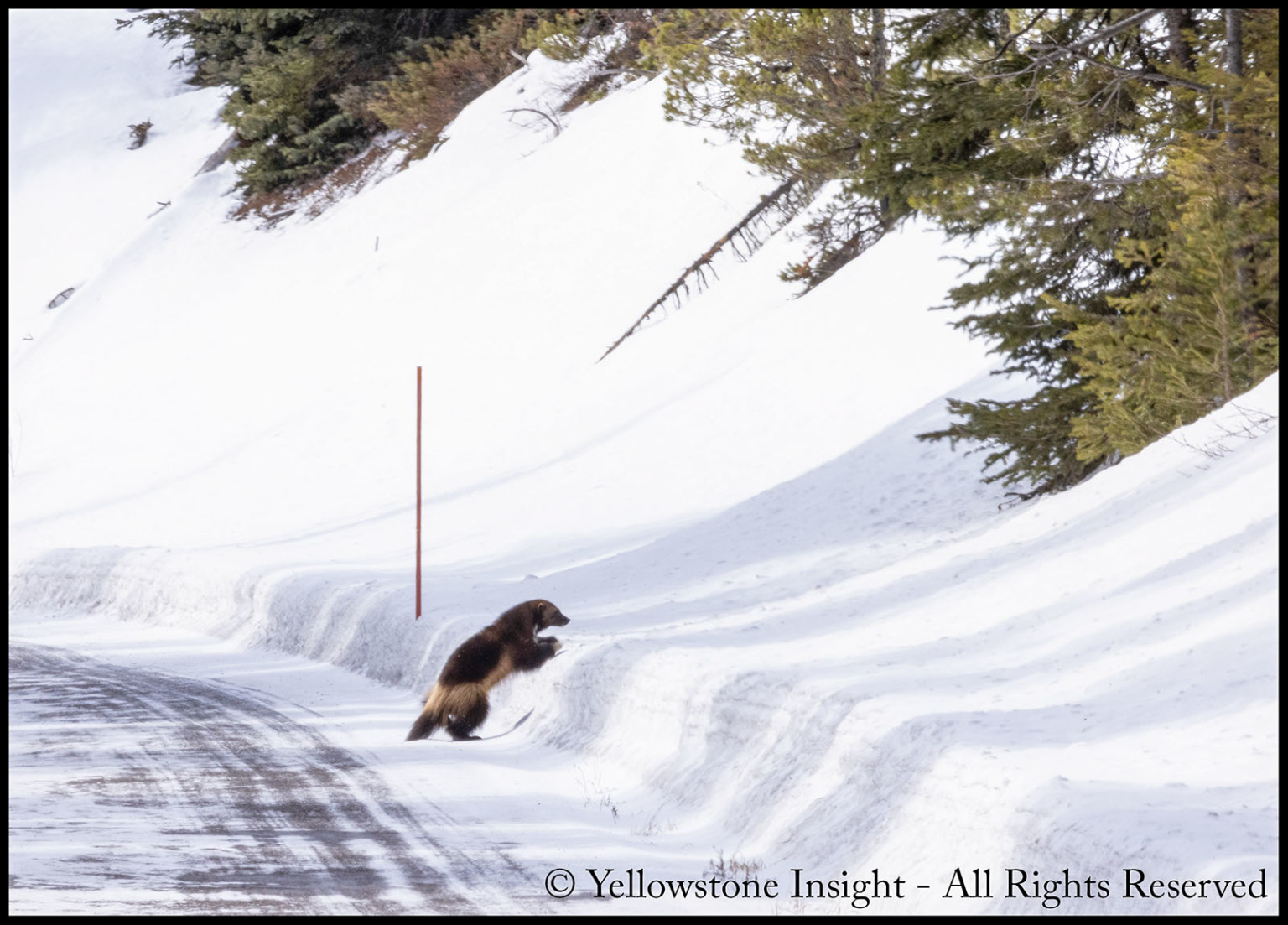 Ultra-Rare Wolverine Photographed in Yellowstone | PetaPixel