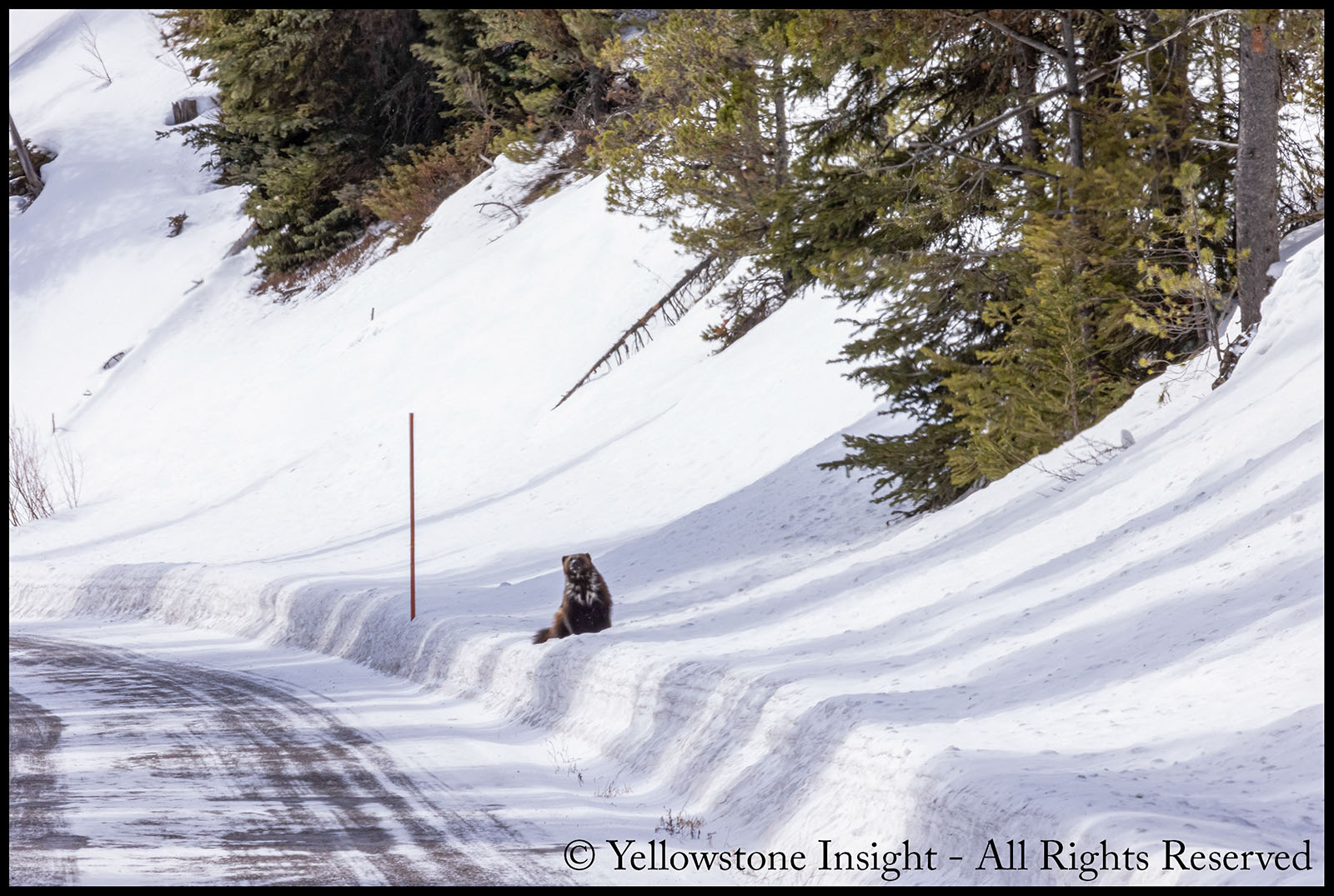Ultra-Rare Wolverine Photographed in Yellowstone | PetaPixel
