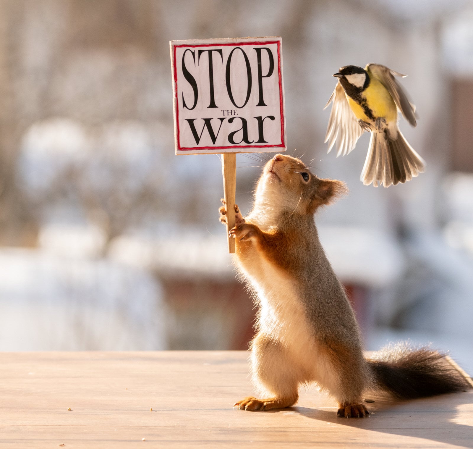 Photographer Shoots Anti-War Squirrel Photos as a Message of Peace ...