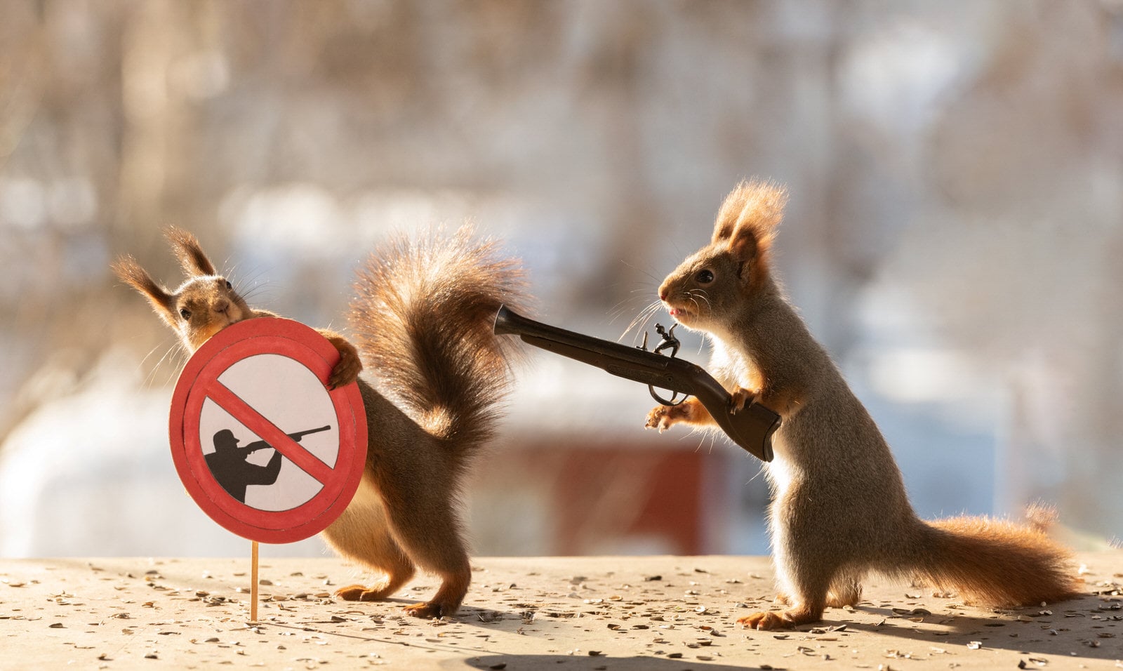 Photographer Shoots Anti-War Squirrel Photos as a Message of Peace ...