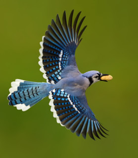 Photographer Captures Gorgeous Bird Photos in Her Own Backyard | PetaPixel