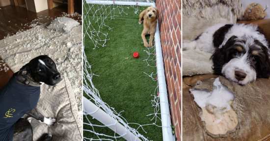 Guilty-Looking Dog Wins Britain's Naughtiest Pet Photo Contest | PetaPixel