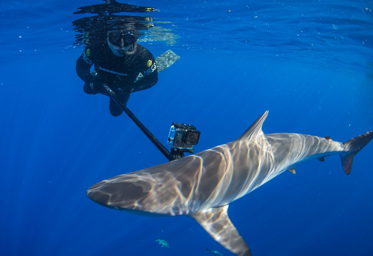 Photographer Spots Giant Bite Mark on Huge Great White Shark | PetaPixel