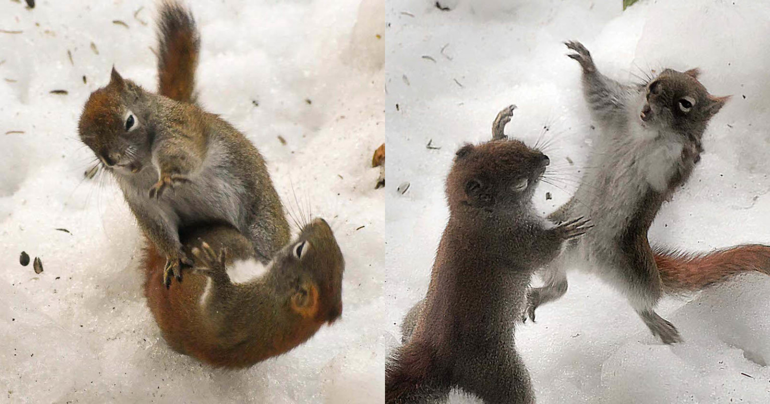 Photographer Captures Squirrels Fighting Over Lettuce | PetaPixel