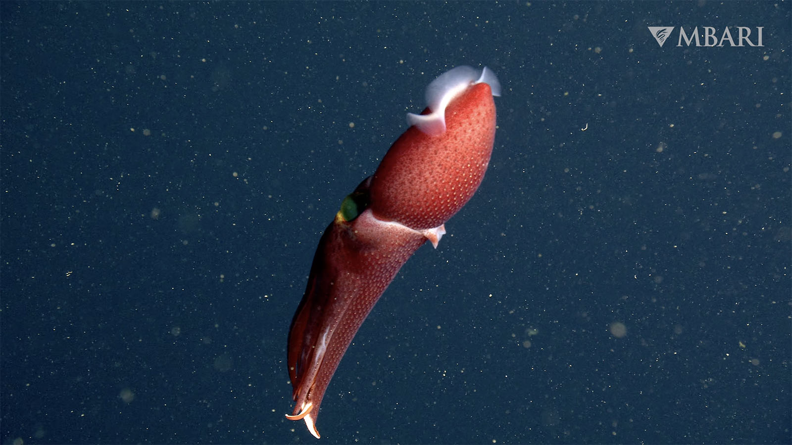 Glorious 4K Footage of a Strawberry Squid From 2,378ft Under the Sea ...