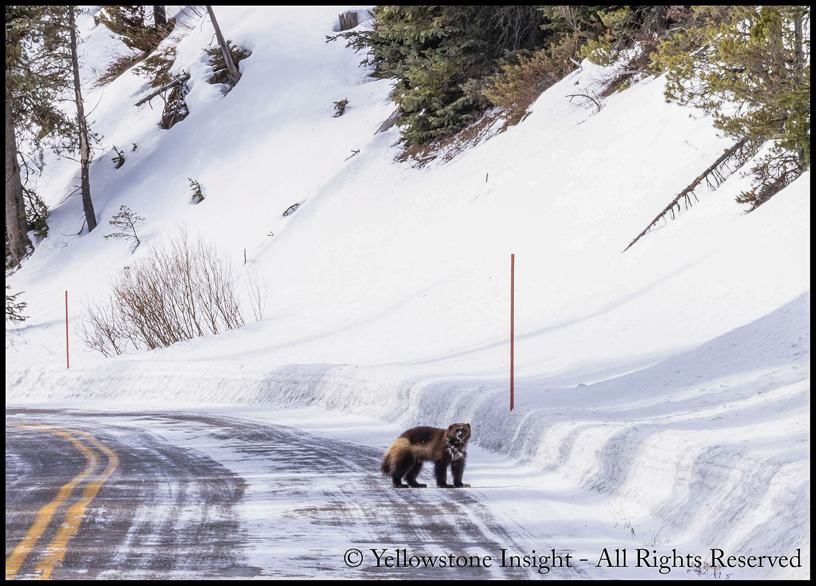 Ultra-Rare Wolverine Photographed in Yellowstone – Cartizzle
