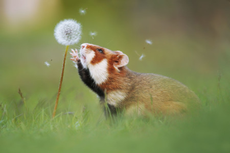 Photographer Captures the Cuteness of Wild Hamsters | PetaPixel