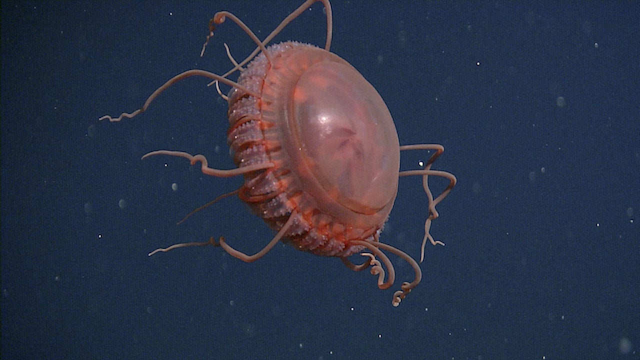 Scientists Capture Brand-New Deep-Sea Jellyfish Species on Camera ...