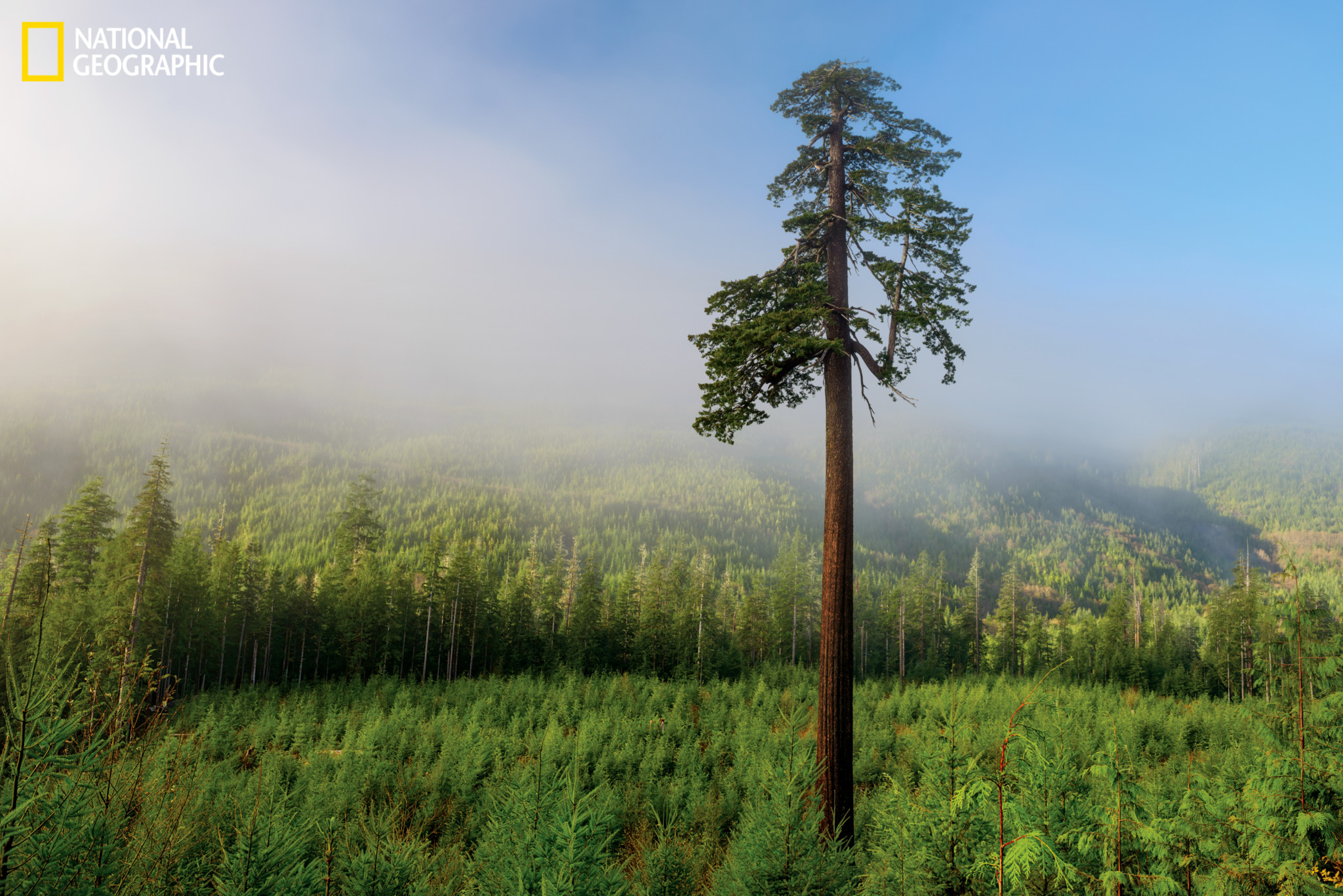 NatGeo Photo Series Highlights the Harrowing State of Earth's Trees ...