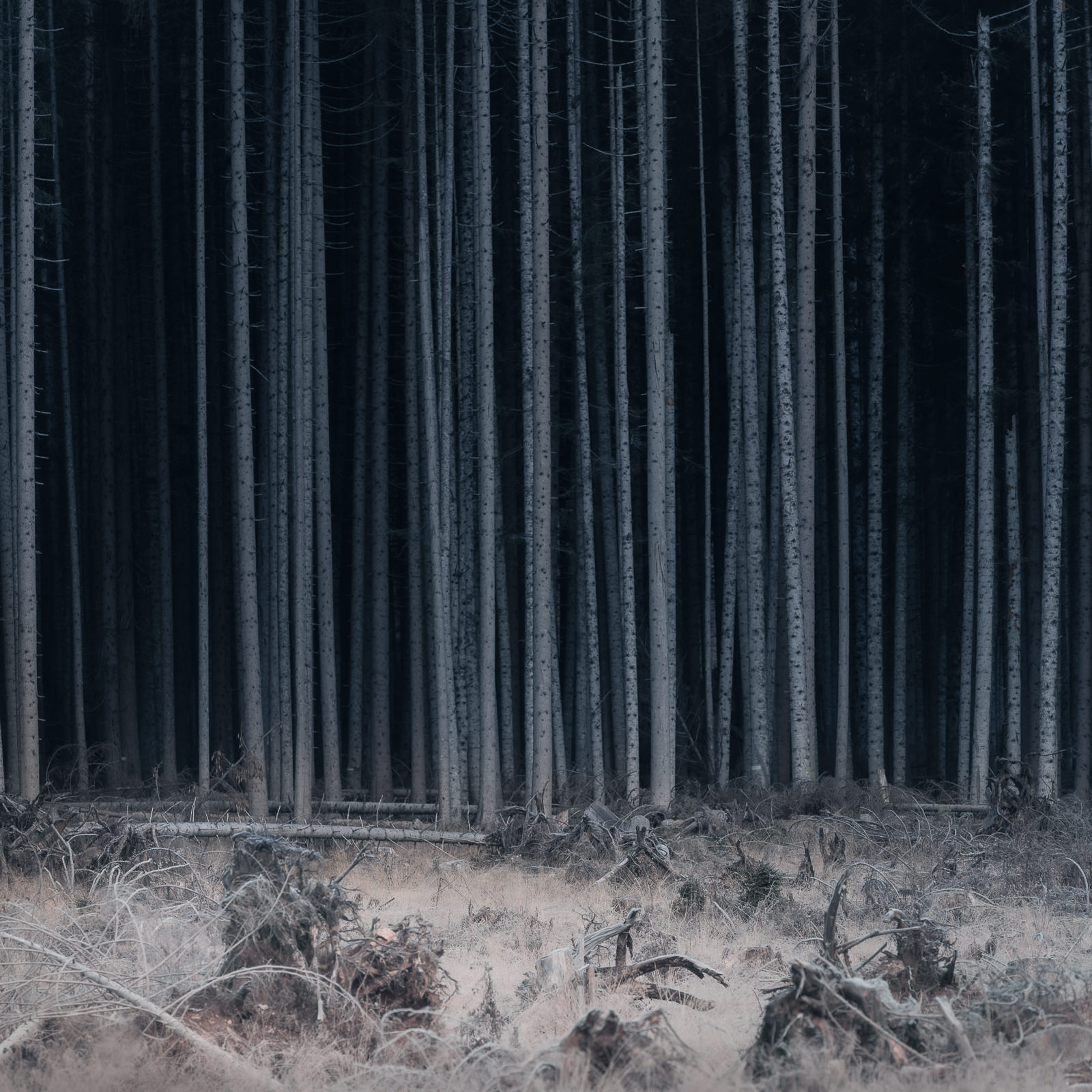 Regenerating the Planet is at the Core of this 'Life on Earth' Photo ...