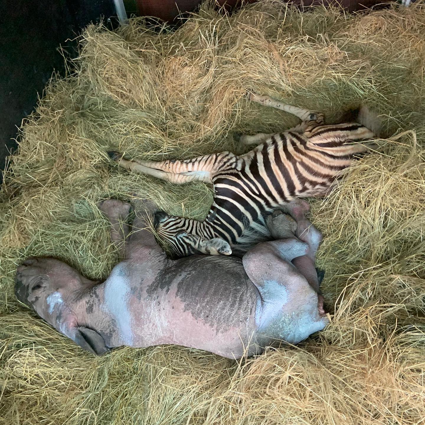 Photos of Orphaned Rhino and Zebra Babies Who Are Best Friends | PetaPixel