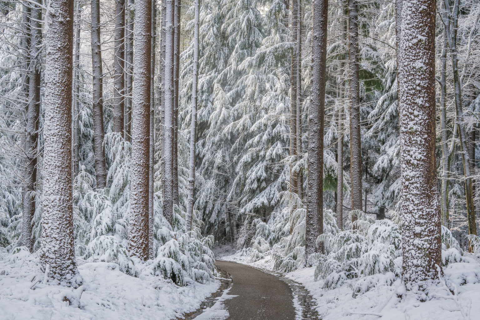 Magical Photos of a Dutch Forest Covered in Rare Spring Snow | PetaPixel