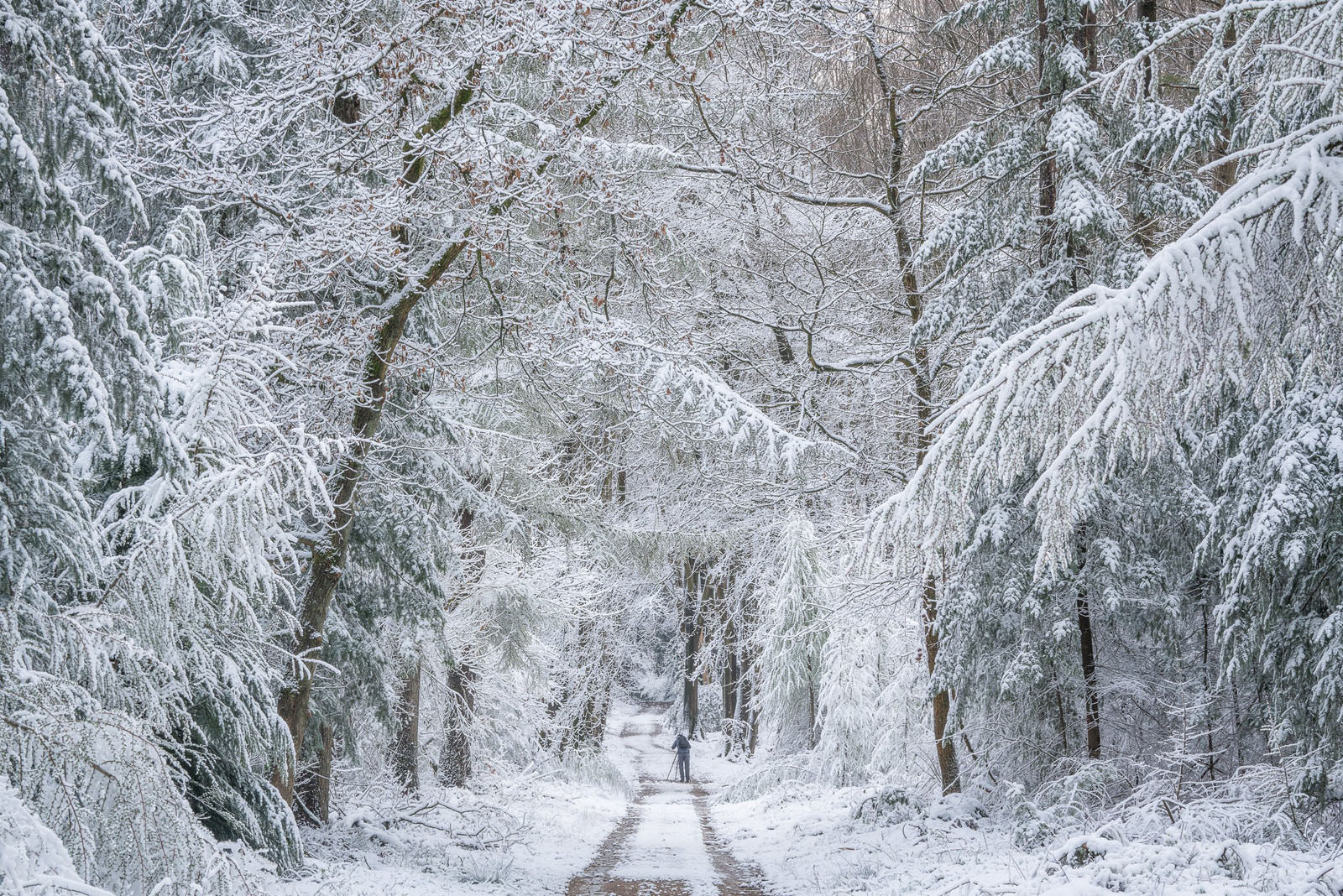 Magical Photos of a Dutch Forest Covered in Rare Spring Snow | PetaPixel