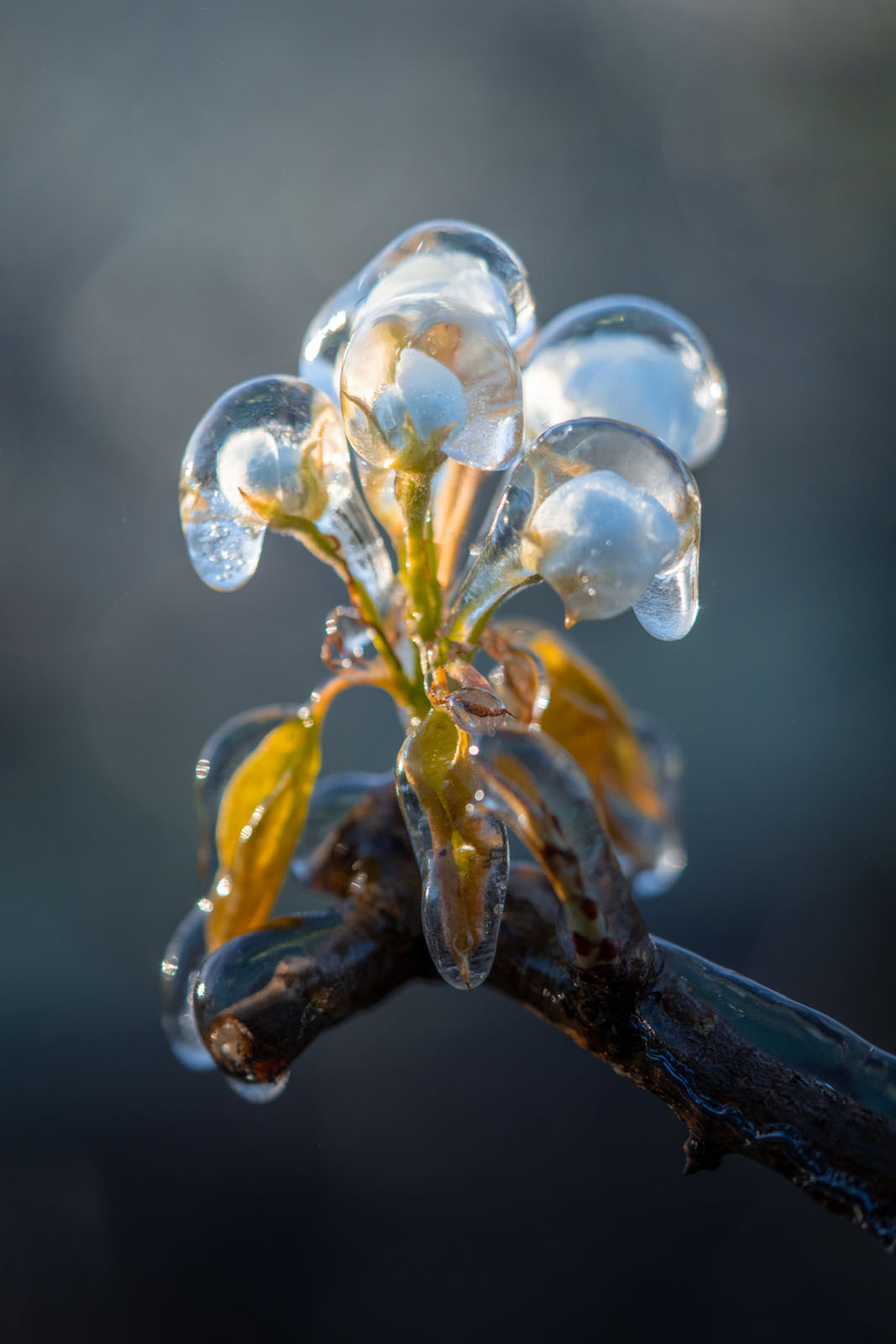 Closeup Photos of Frozen Flowers on Fruit Trees | PetaPixel