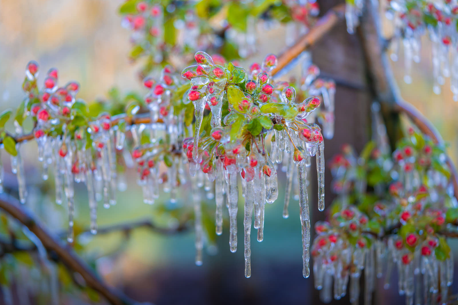 Closeup Photos of Frozen Flowers on Fruit Trees | PetaPixel