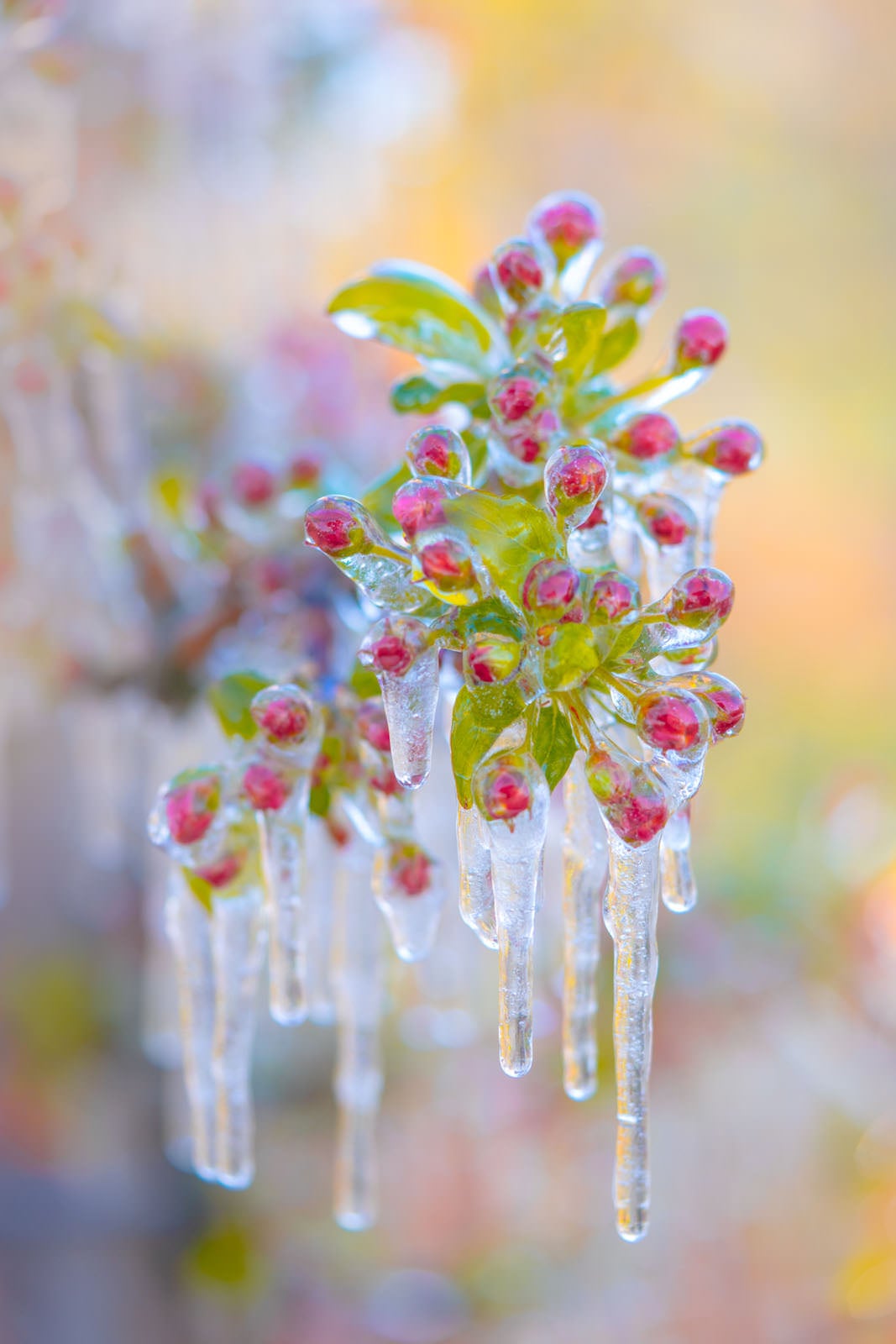 Closeup Photos of Frozen Flowers on Fruit Trees | PetaPixel