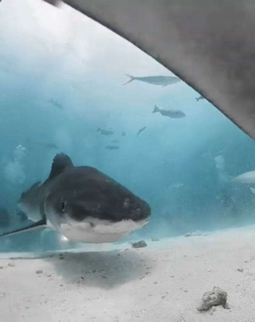Shark Gobbles Up Camera, Captures What It Looks Like to Get Eaten ...