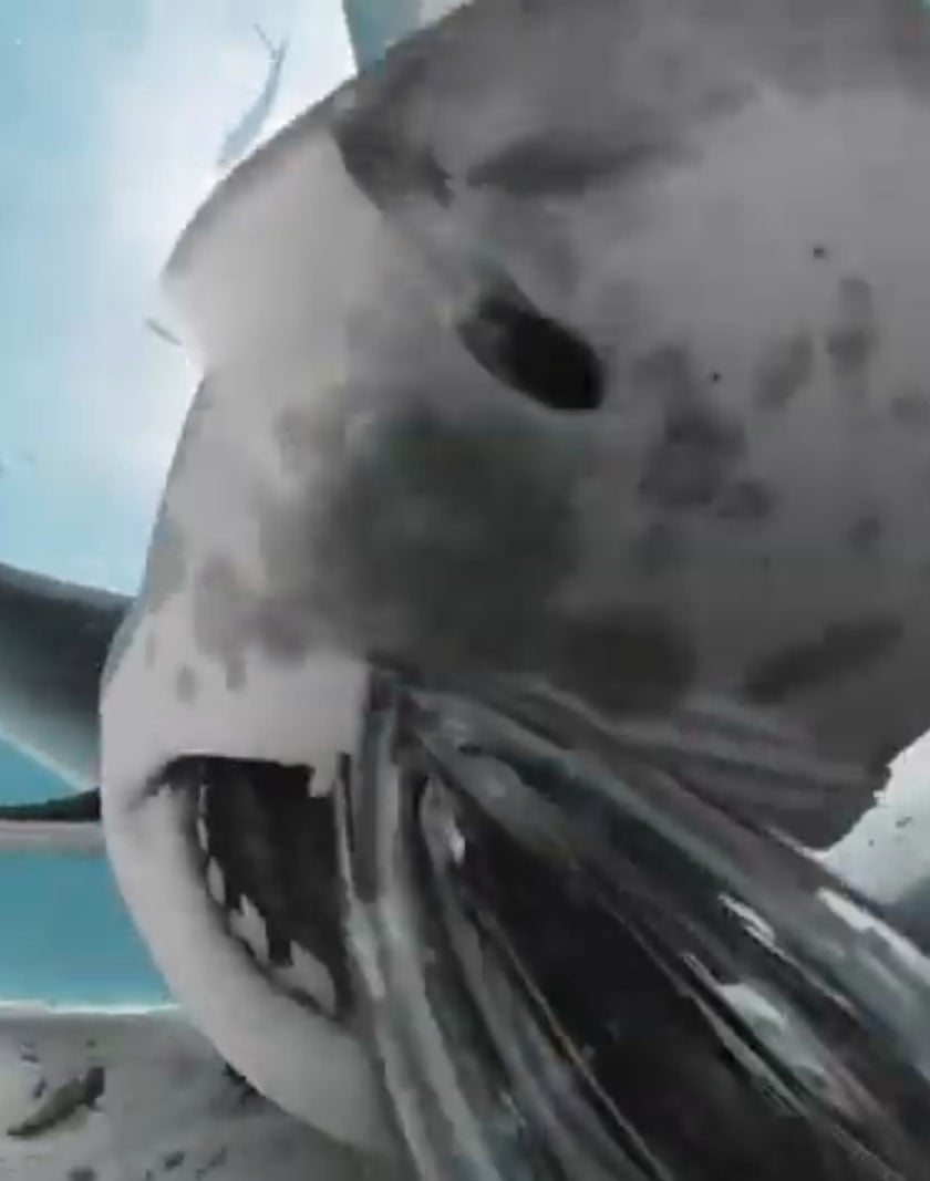 Shark Gobbles Up Camera, Captures What It Looks Like to Get Eaten ...