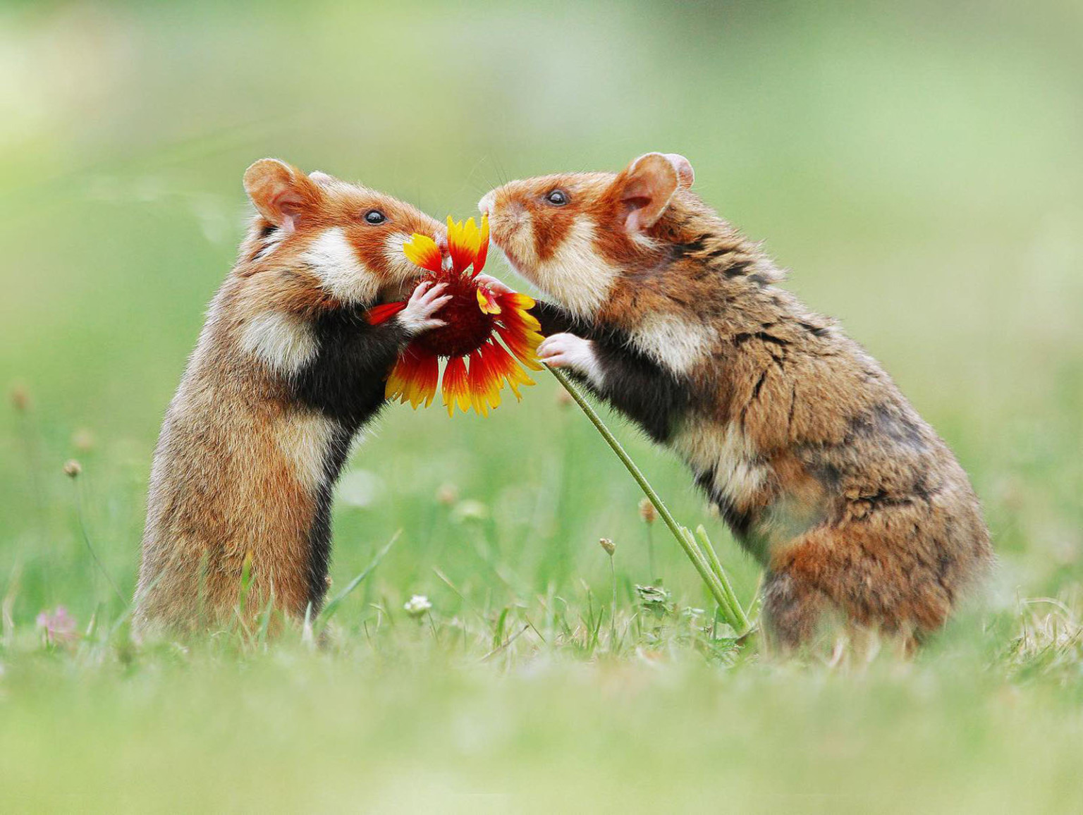 Photographer Captures the Cuteness of Wild Hamsters | PetaPixel
