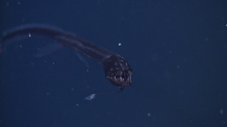 Incredibly Rare Footage of Bronze-Colored Deep-Sea Dragonfish | PetaPixel
