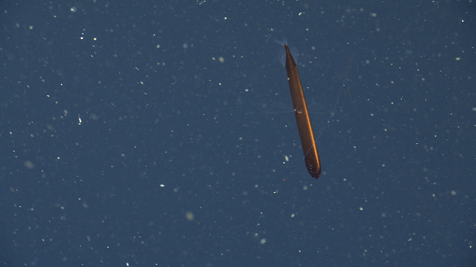 Incredibly Rare Footage of Bronze-Colored Deep-Sea Dragonfish | PetaPixel