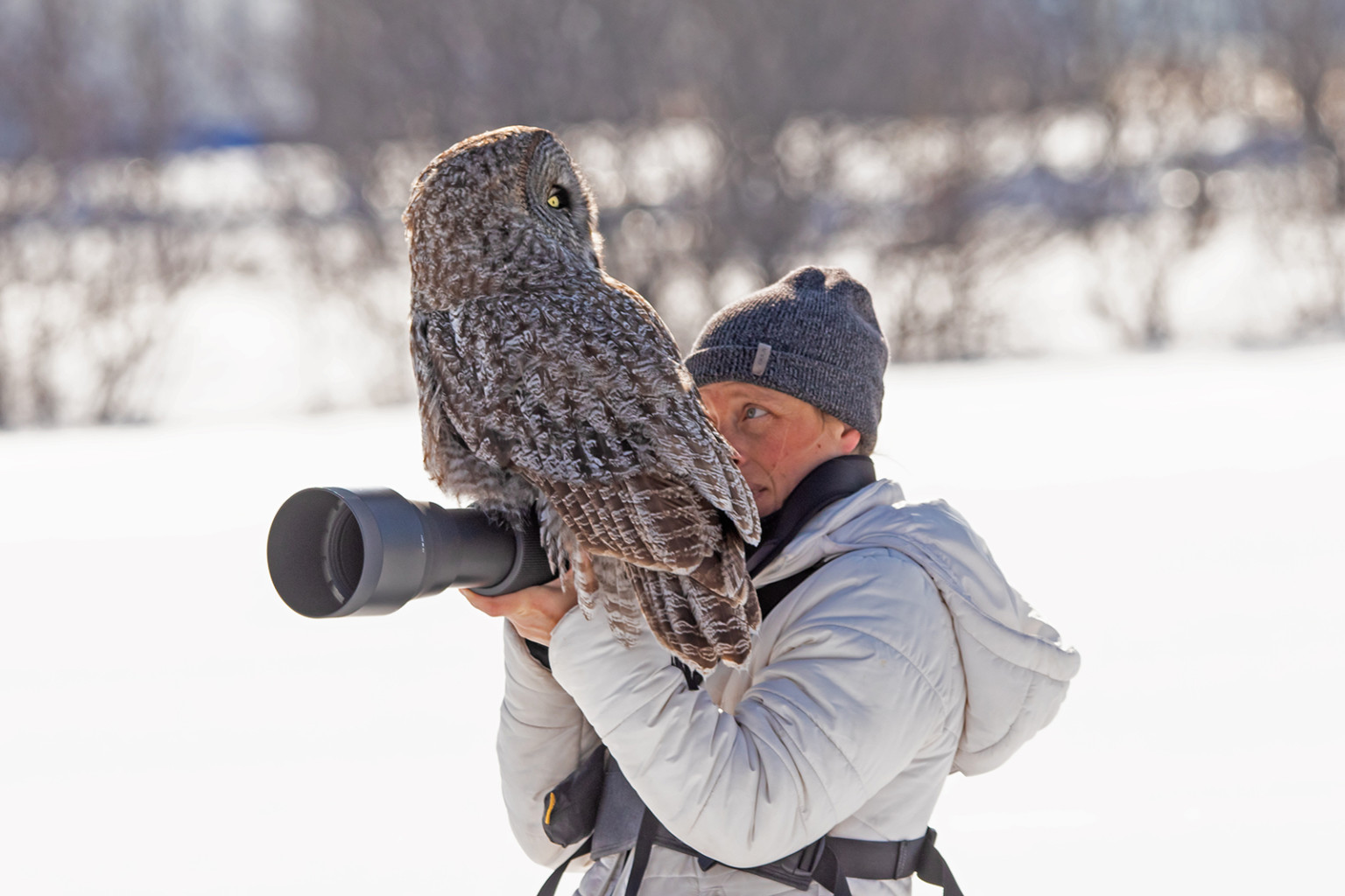 Great Grey Owl Lands on Wildlife Photographer's Camera | PetaPixel