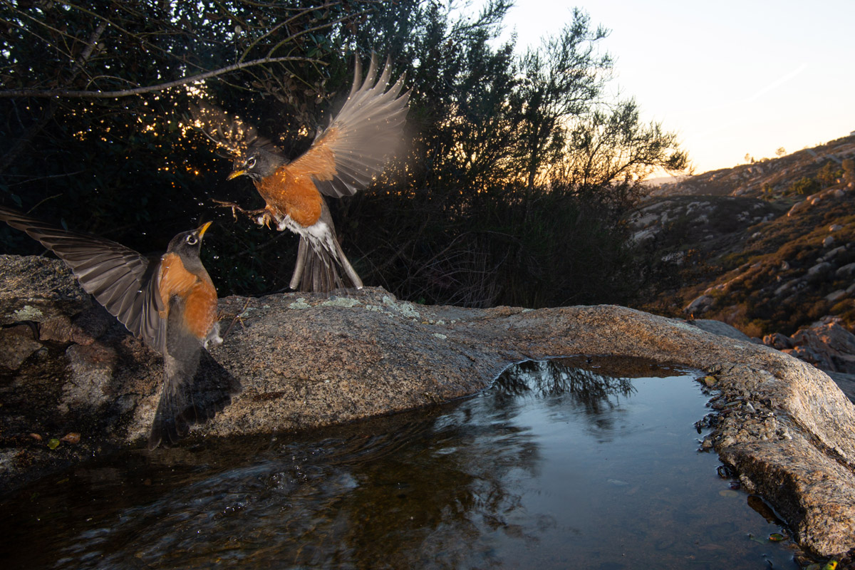 California Man Captures Stunning Wildlife Photos in His Backyard ...
