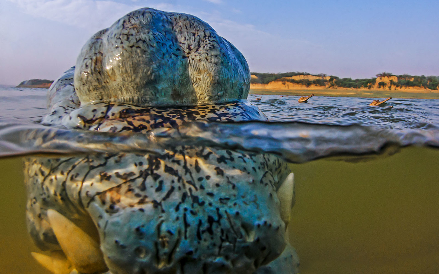 Crocodile Dad Gives Over 100 Babies a Ride on His Back | PetaPixel