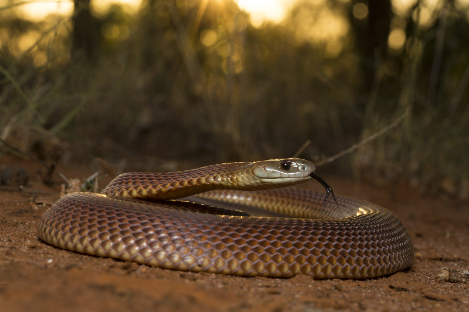 How We Track Down and Very Carefully Photograph Australia’s Elusive ...