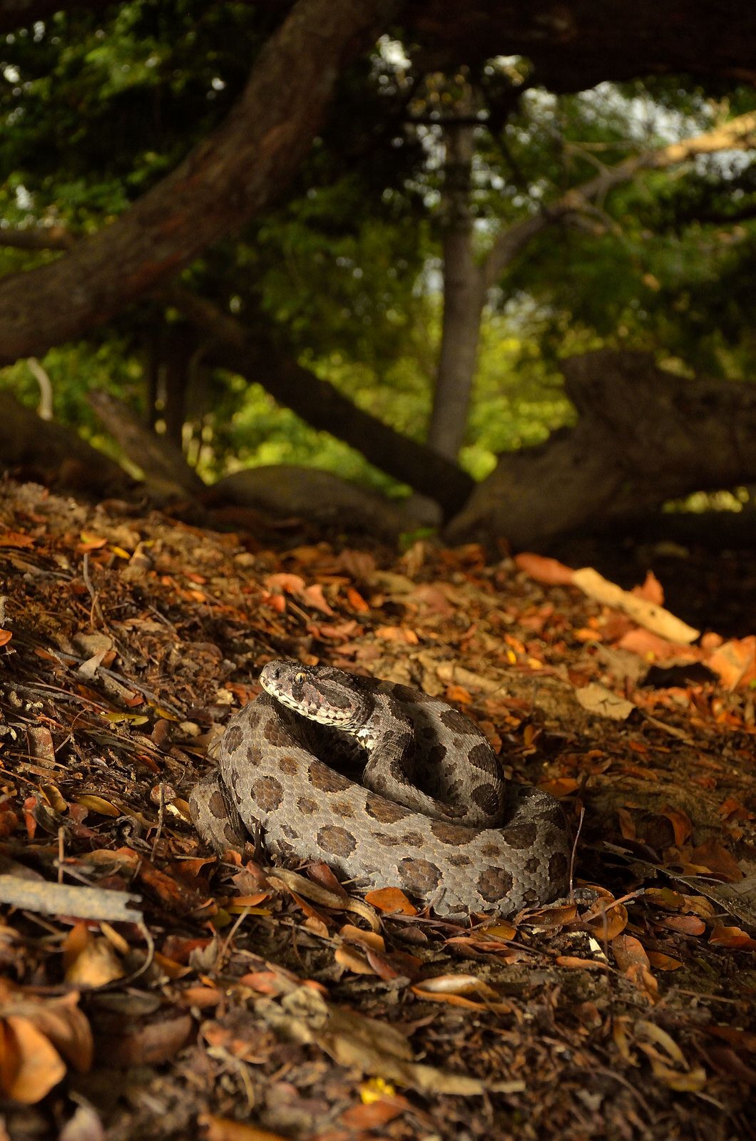 How We Track Down and Very Carefully Photograph Australia’s Elusive ...
