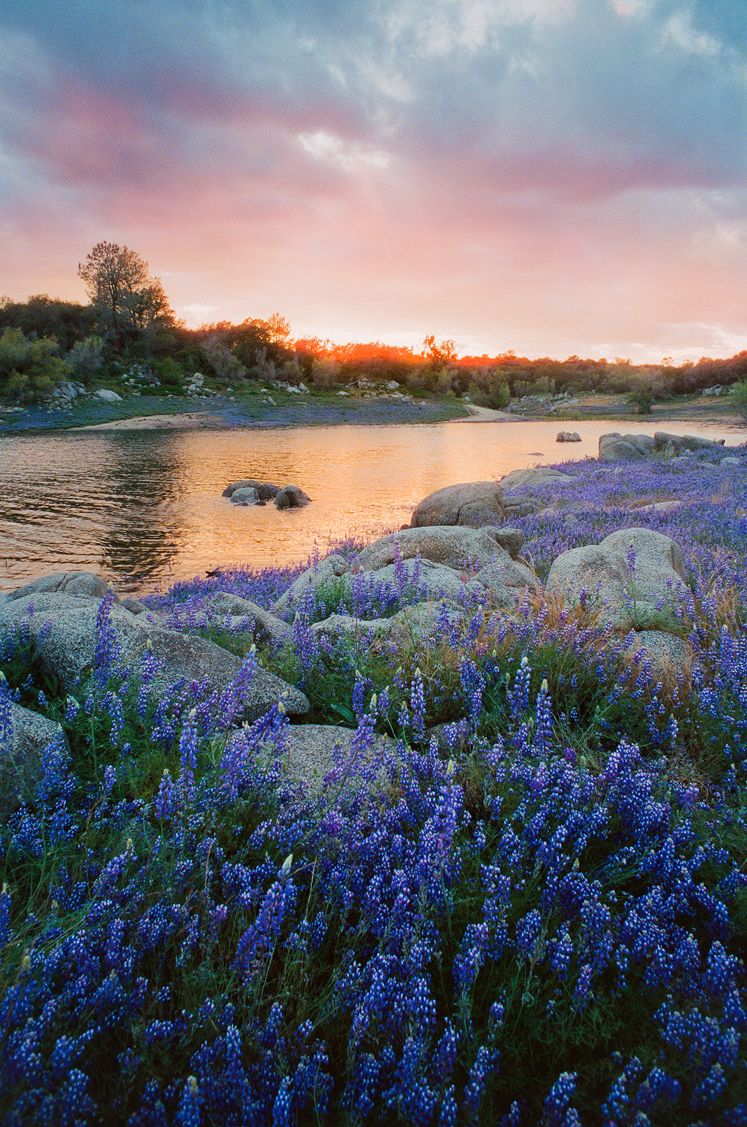 How to Photograph Blooming Wildflowers on Digital or Film Cameras ...