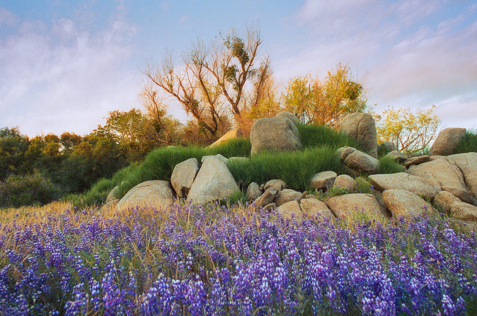 How to Photograph Blooming Wildflowers on Digital or Film Cameras ...