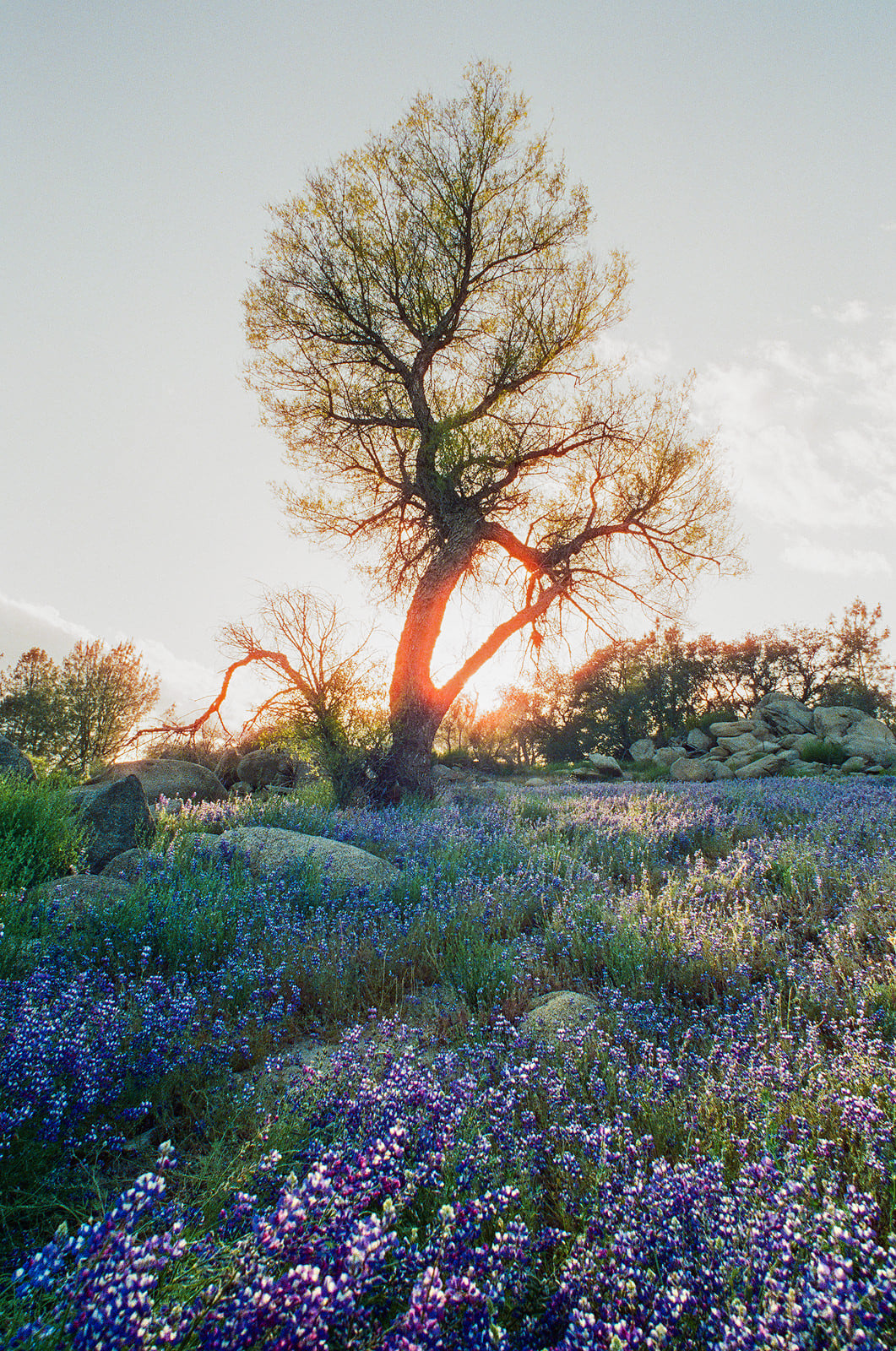 How to Photograph Blooming Wildflowers on Digital or Film Cameras ...