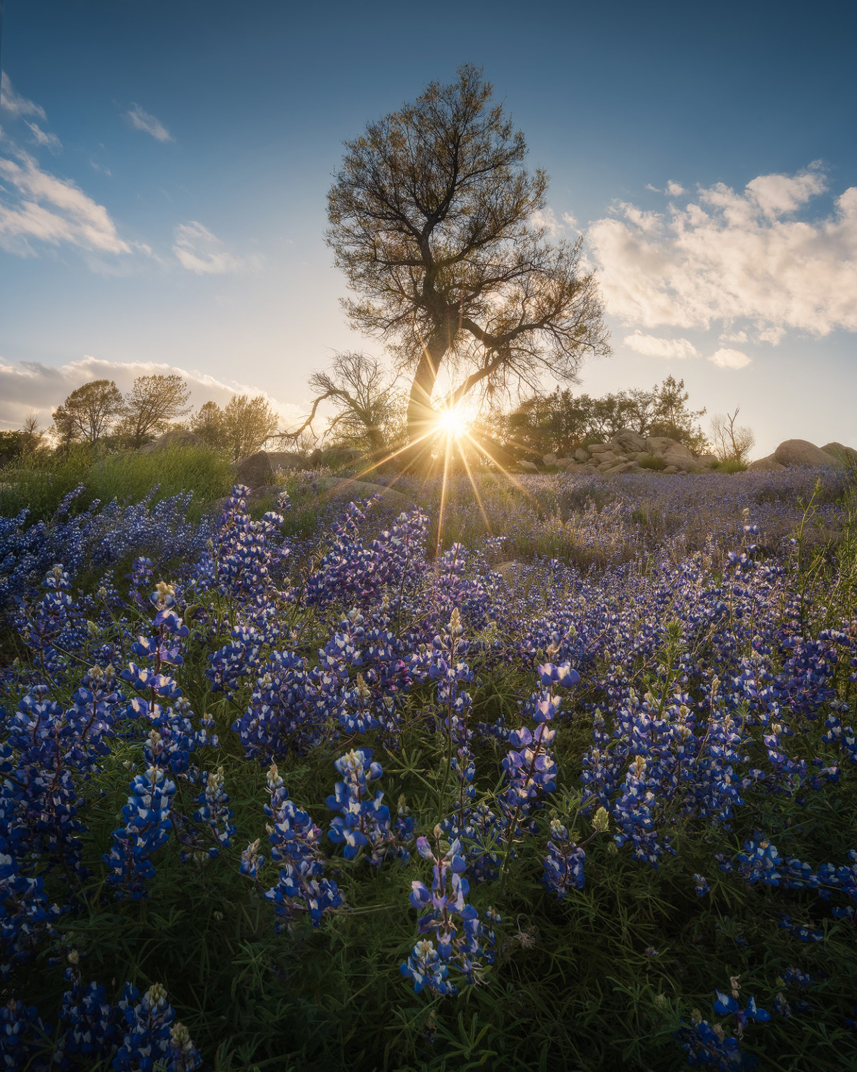 How to Photograph Blooming Wildflowers on Digital or Film Cameras ...