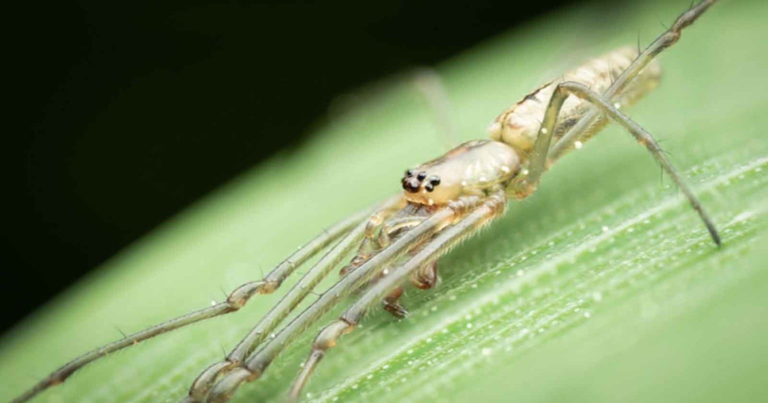 Macro Photography with a $20 3D Printed Microscope Lens | PetaPixel