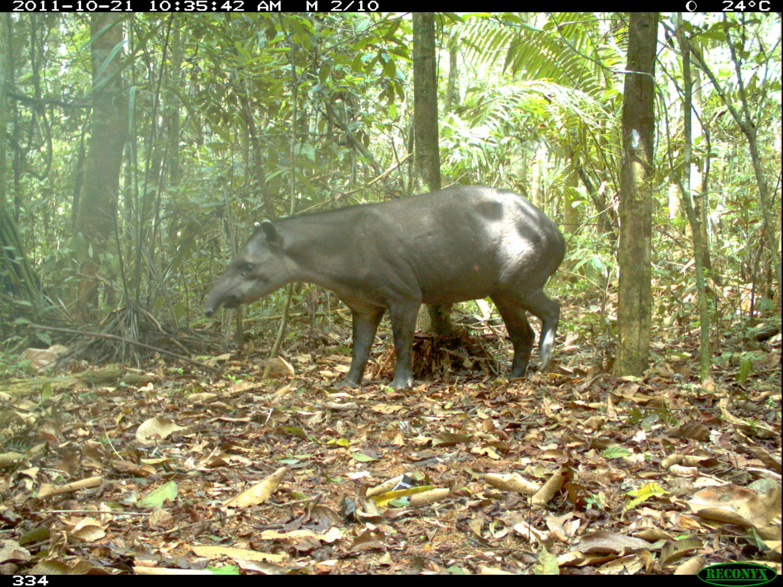 Camera Traps Capture the Largest-Ever Photo Study of Amazon Wildlife ...