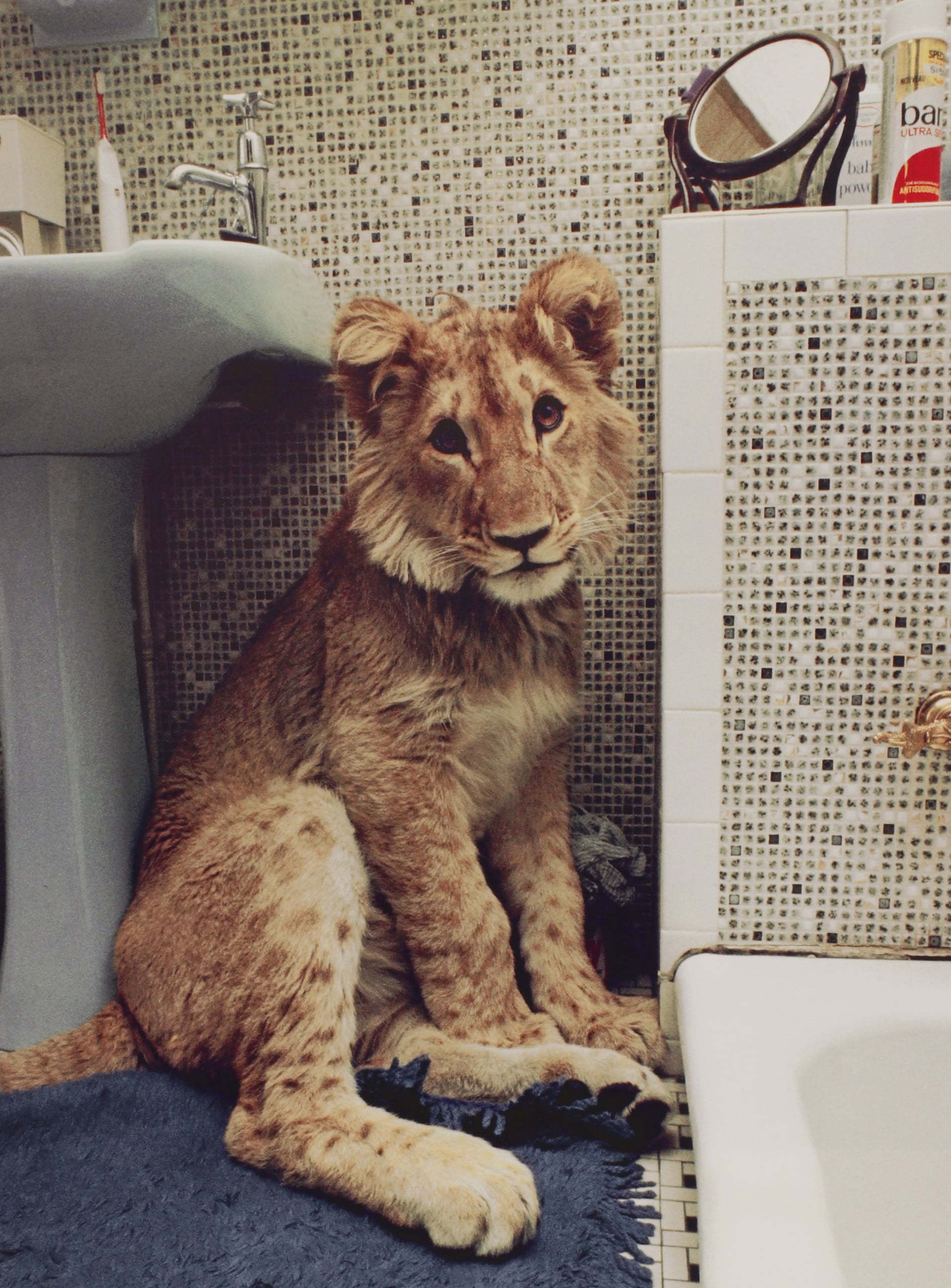 Photos of Christian the Lion Who Lived in London in the Swinging 60s ...
