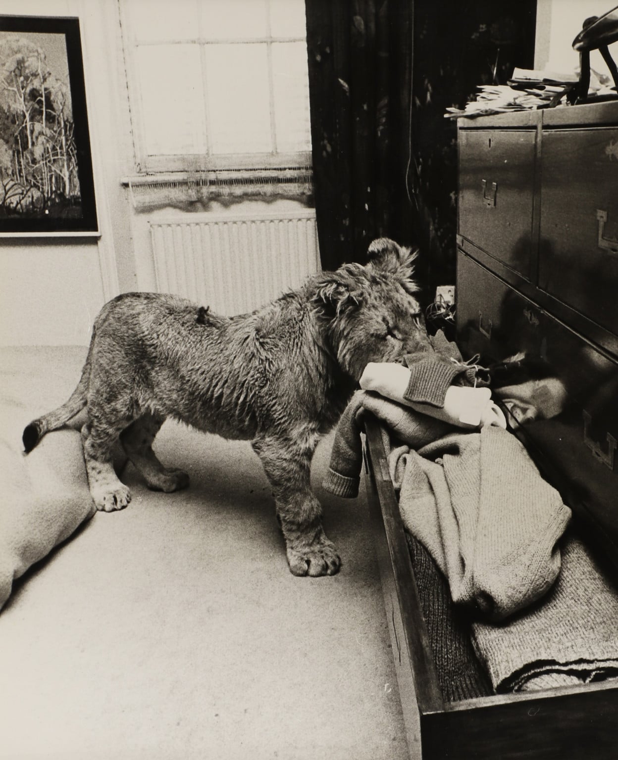 Photos of Christian the Lion Who Lived in London in the Swinging 60s ...